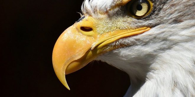 Animais que Começam com a Letra A: Nomes e Características | Mundo Ecologia