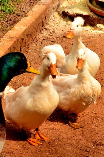 Marreco de Topete: Características, Classificação Científica e Fotos ...