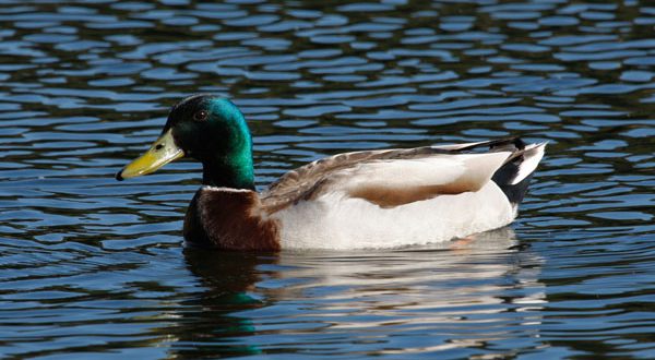 Pato Real: Características, Nome Científico, Habitat e Fotos | Mundo ...