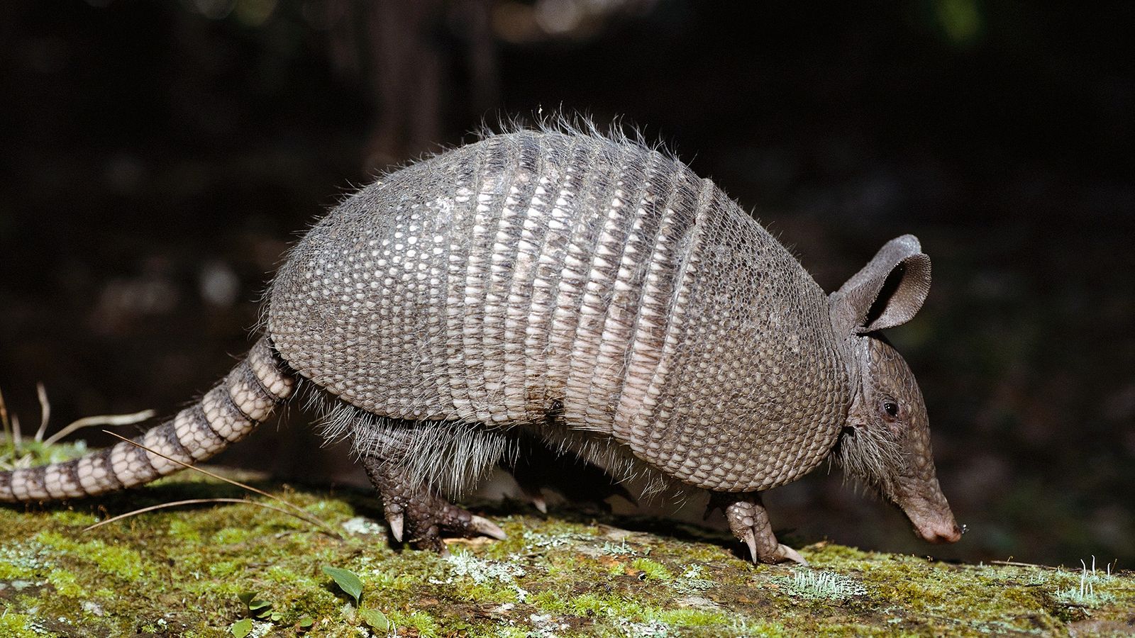 Quais Animais Possuem o Corpo Coberto por Carapaça? | Mundo Ecologia