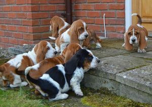 Cores do Basset Hound: Preto, Branco e Marrom com Fotos – Mundo Ecologia
