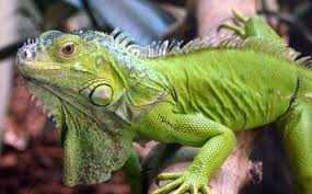 Quais Animais Possuem o Corpo Coberto por Carapaça? | Mundo Ecologia