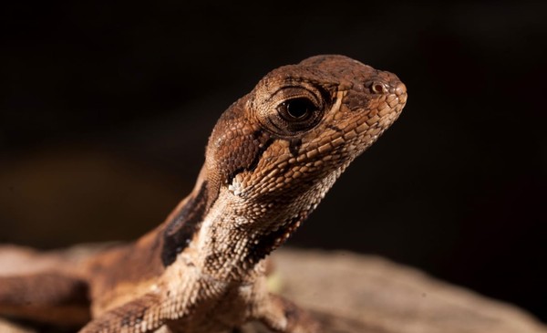 Como Vive um Lagarto? Qual a Espécie do Lagarto? – Mundo Ecologia