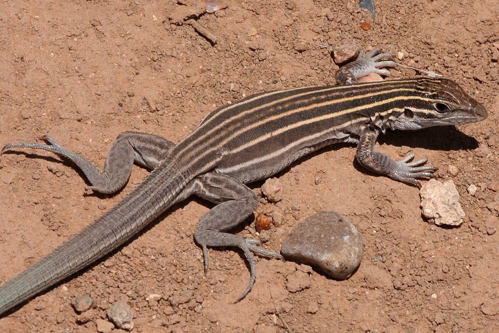 Lagarto Chicote do Novo México: Características e Habitat | Mundo Ecologia