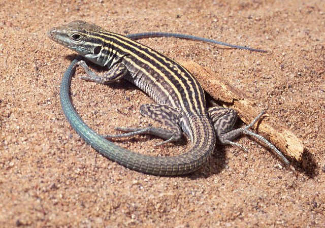 Lagarto Chicote do Novo México: Características e Habitat | Mundo Ecologia