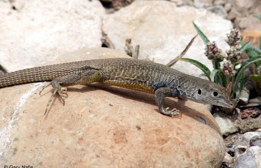 Lagarto Chicote do Novo México: Características e Habitat | Mundo Ecologia