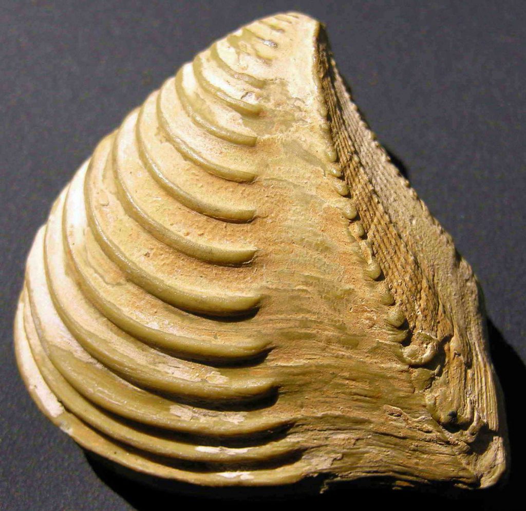 Habitat dos Bivalves: Onde Eles Vivem? | Mundo Ecologia