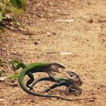 Lagarto Calango Verde: Características, Habitat e Fotos – Mundo Ecologia