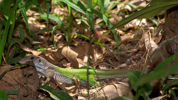 Lagarto Calango Verde: Características, Habitat e Fotos – Mundo Ecologia