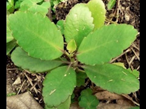 História do Saião, Significado, Origem da Planta e Fotos – Mundo Ecologia