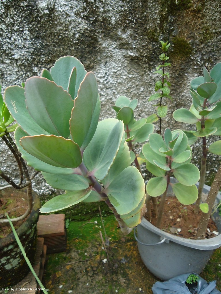 História do Saião, Significado, Origem da Planta e Fotos – Mundo Ecologia