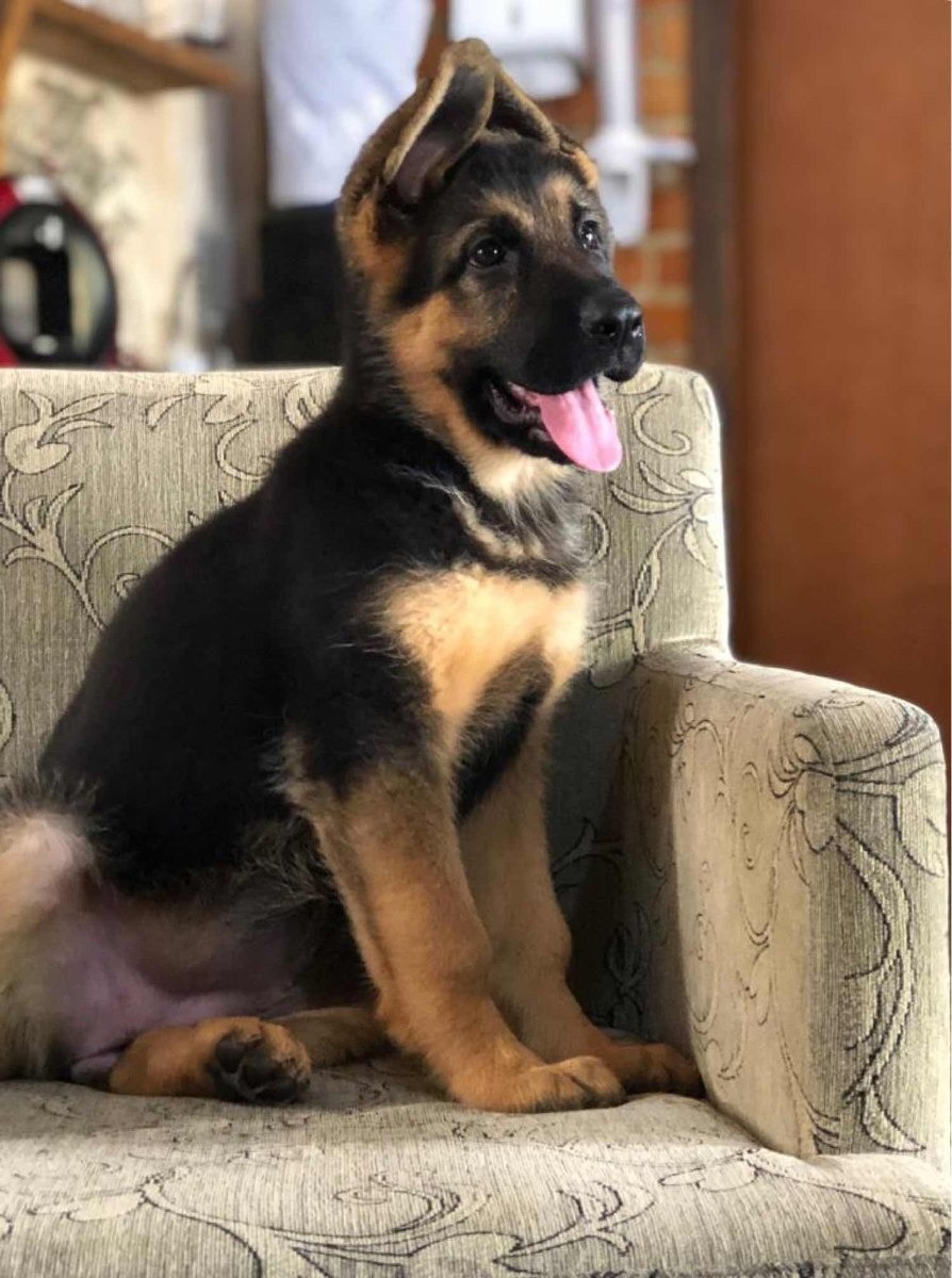 Quanto Custa um Filhote de Pastor Alemão Puro? | Mundo Ecologia