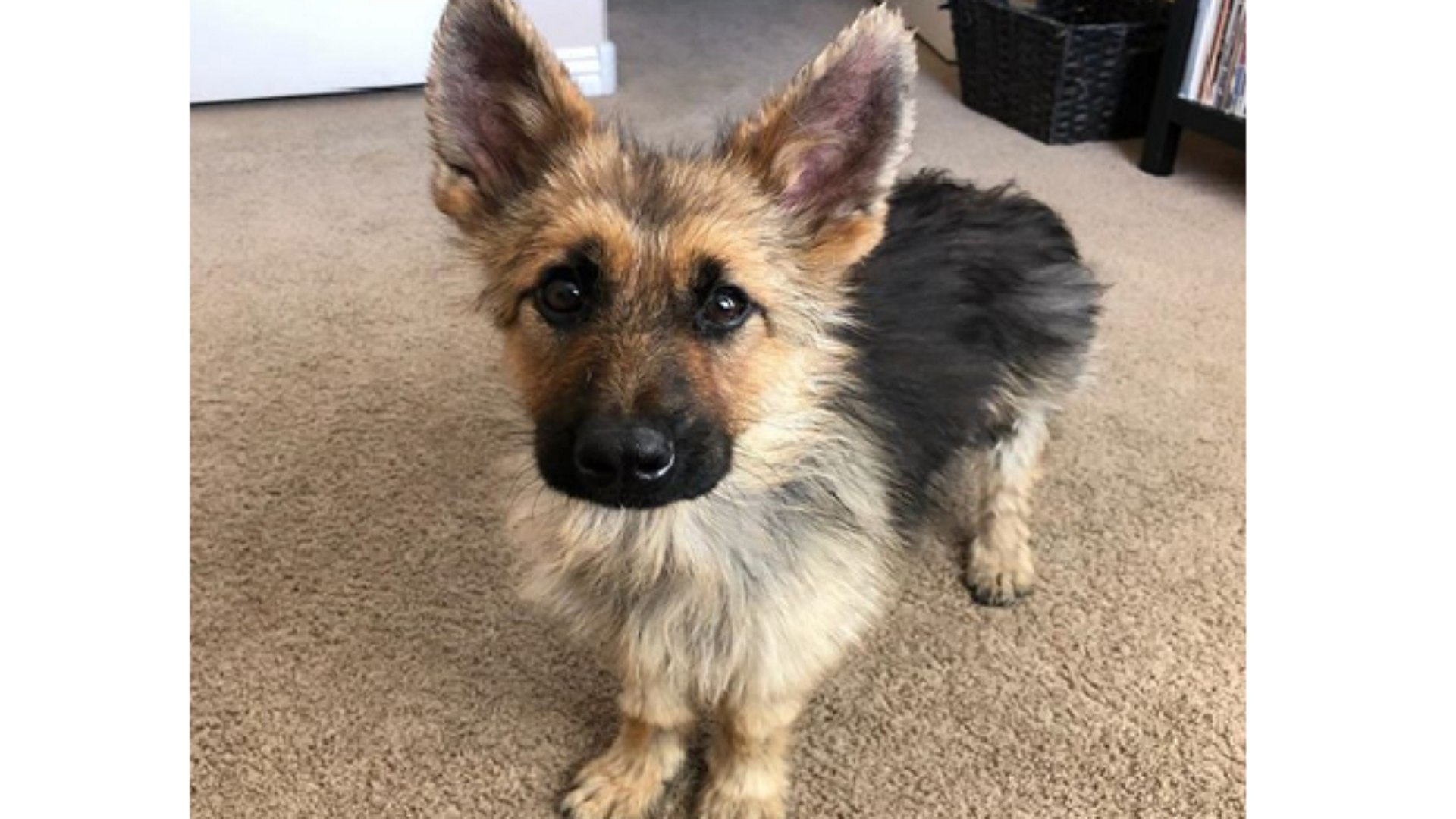 Quanto Custa um Filhote de Pastor Alemão Puro? | Mundo Ecologia