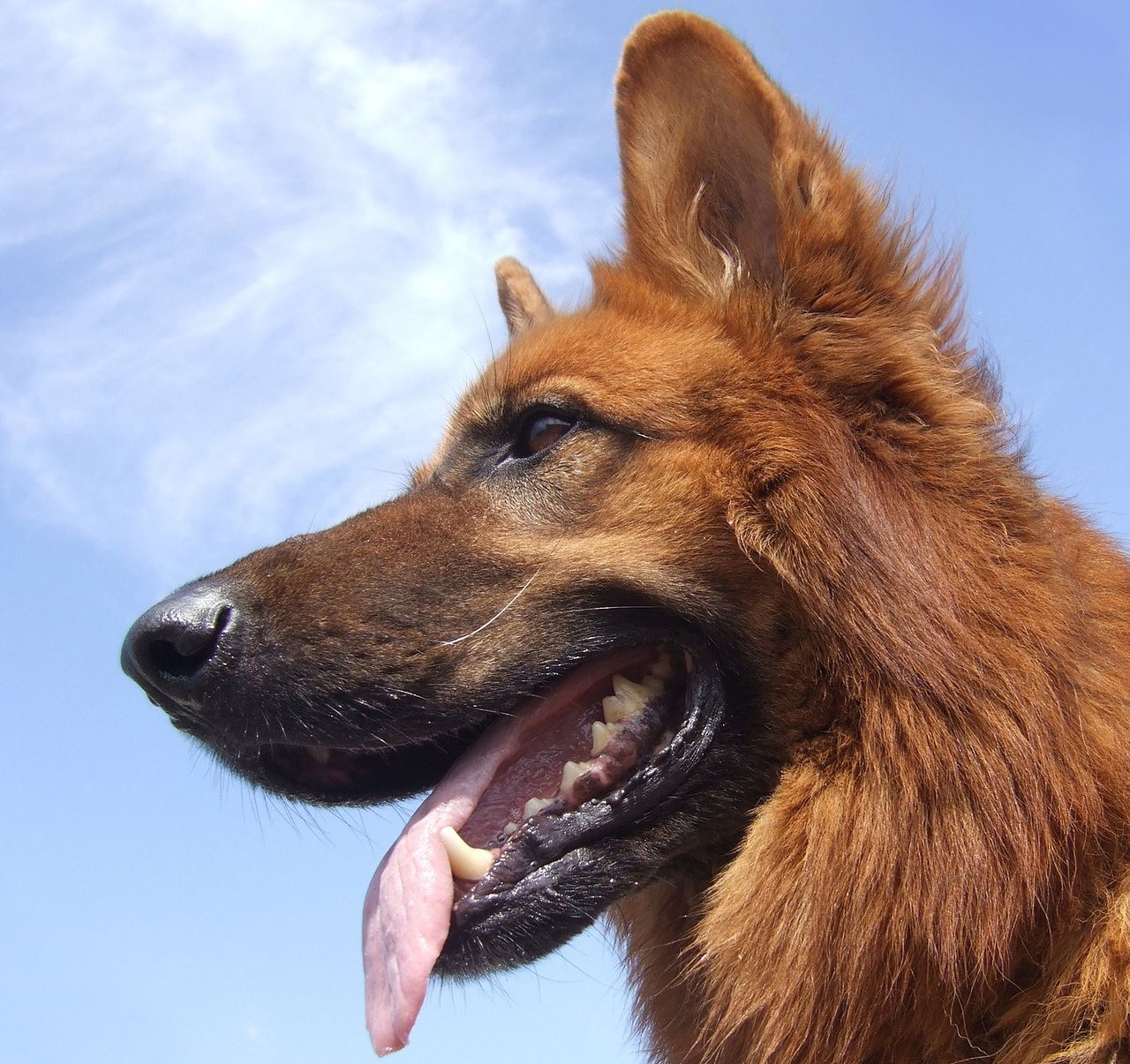 Quanto Custa um Filhote de Pastor Alemão Puro? | Mundo Ecologia