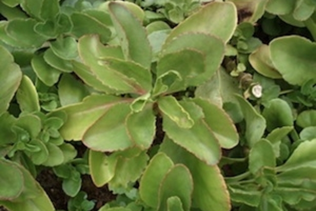 Como se Faz Saião com Leite? Para que Serve? | Mundo Ecologia