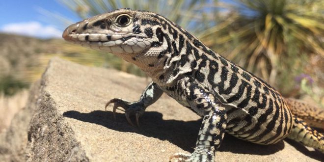 Lagarto Chicote Xadrez: Características, Hábitat e Fotos | Mundo Ecologia
