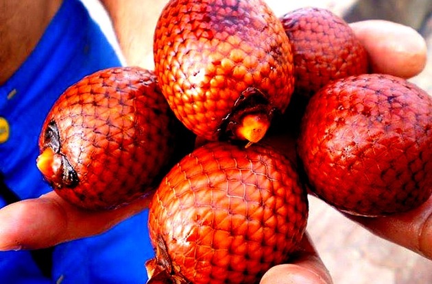 Frutas que Começam com a Letra B: Nome e Características | Mundo Ecologia