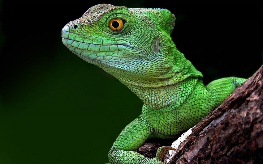 Lagarto Verde de Jardim: Características, Hábitat e Nome Científico ...