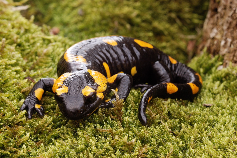 Salamandra Brasileira: Características, Nome Científico e Fotos – Mundo ...