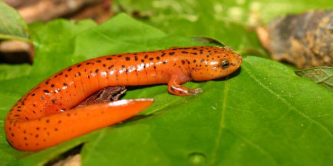 Salamandra Brasileira: Características, Nome Científico e Fotos | Mundo ...