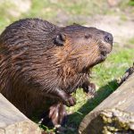 Comportamento do Castor, Hábitos e Modo de Vida do Animal – Mundo Ecologia