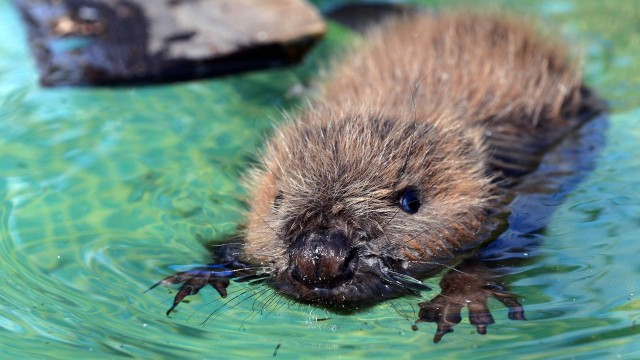 Comportamento do Castor, Hábitos e Modo de Vida do Animal – Mundo Ecologia