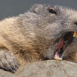 Comportamento do Castor, Hábitos e Modo de Vida do Animal – Mundo Ecologia