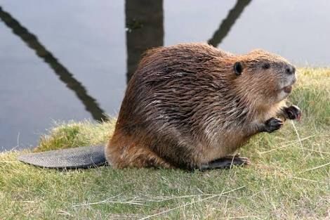 Comportamento do Castor, Hábitos e Modo de Vida do Animal – Mundo Ecologia
