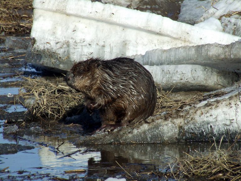 Comportamento do Castor, Hábitos e Modo de Vida do Animal – Mundo Ecologia