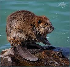 Reprodução do Castor: Filhotes e Período de Gestação – Mundo Ecologia