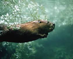 Reprodução do Castor: Filhotes e Período de Gestação – Mundo Ecologia