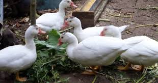 Pato: Reino, Filo, Classe, Ordem, Família e Gênero – Mundo Ecologia