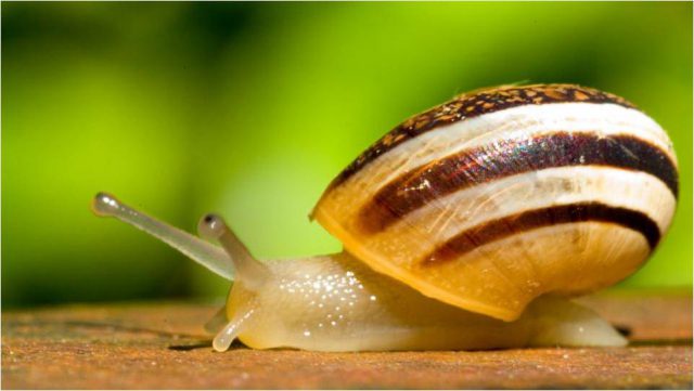 Quantas Conchas e Quantas Valvas Tem os Gastrópodes? | Mundo Ecologia