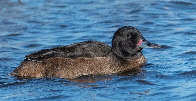 Marreco-Cuco: Características, Hábitat e Nome Científico | Mundo Ecologia