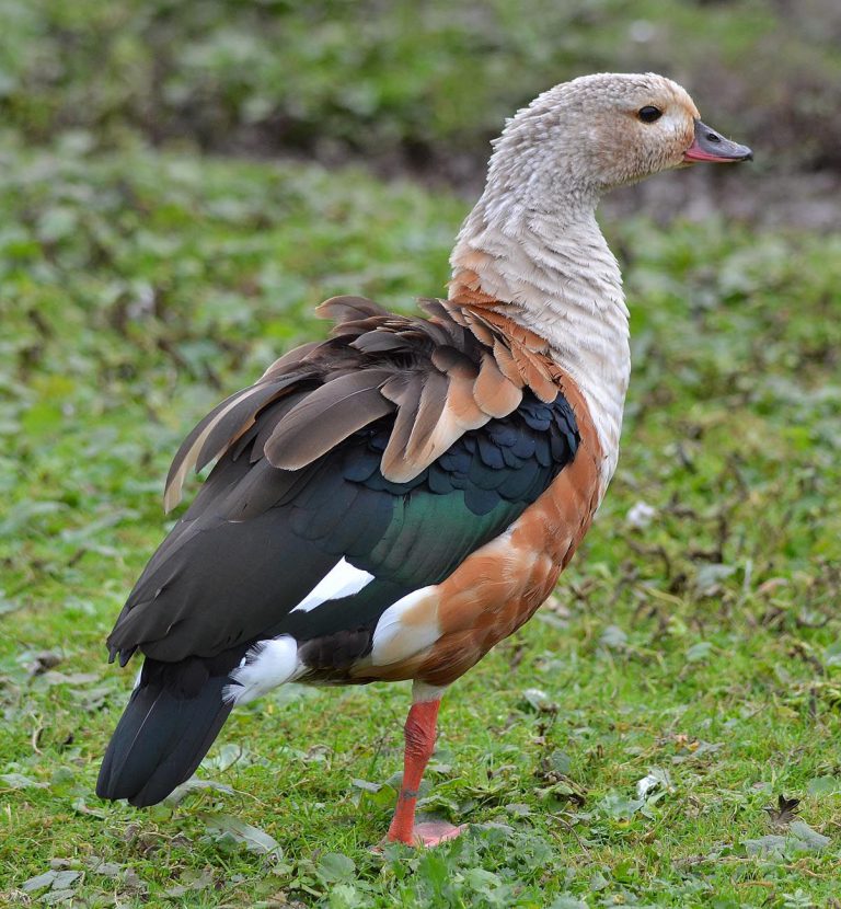 Pato Mudo: Características, Nome Cientifico, Habitat e Fotos | Mundo ...