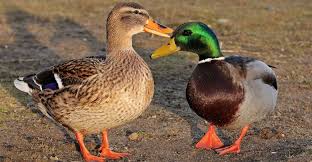 Pato: Reino, Filo, Classe, Ordem, Família e Gênero – Mundo Ecologia