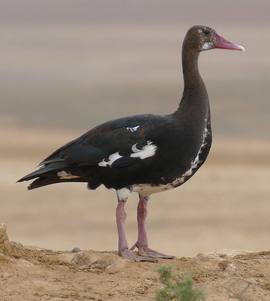 Pato Mudo: Características, Nome Cientifico, Habitat e Fotos | Mundo ...