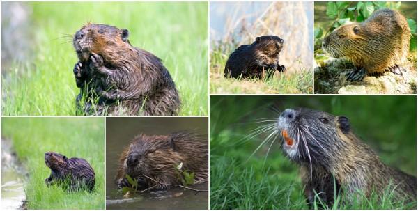 Reprodução do Castor: Filhotes e Período de Gestação – Mundo Ecologia