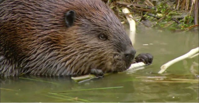 Reprodução do Castor: Filhotes e Período de Gestação – Mundo Ecologia