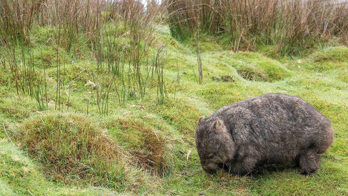 Comportamento do Vombate, Hábitos e Modo de Vida do Animal | Mundo Ecologia
