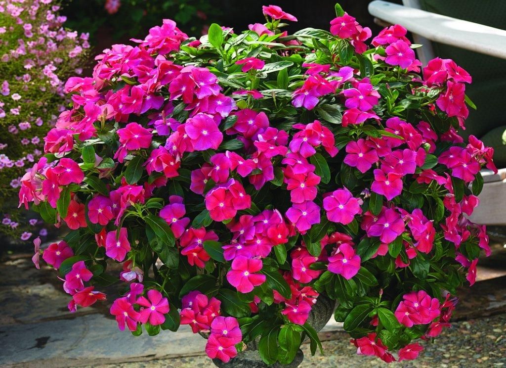 Como Plantar Vinca em Vaso em Casa? | Mundo Ecologia