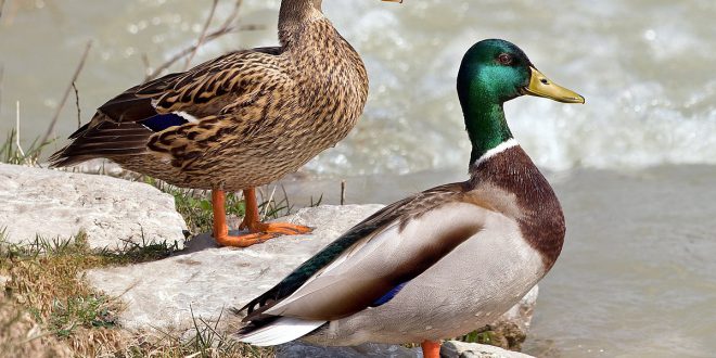 Pato D’Asa Azul: Características, Nome Científico e Hábitat | Mundo ...