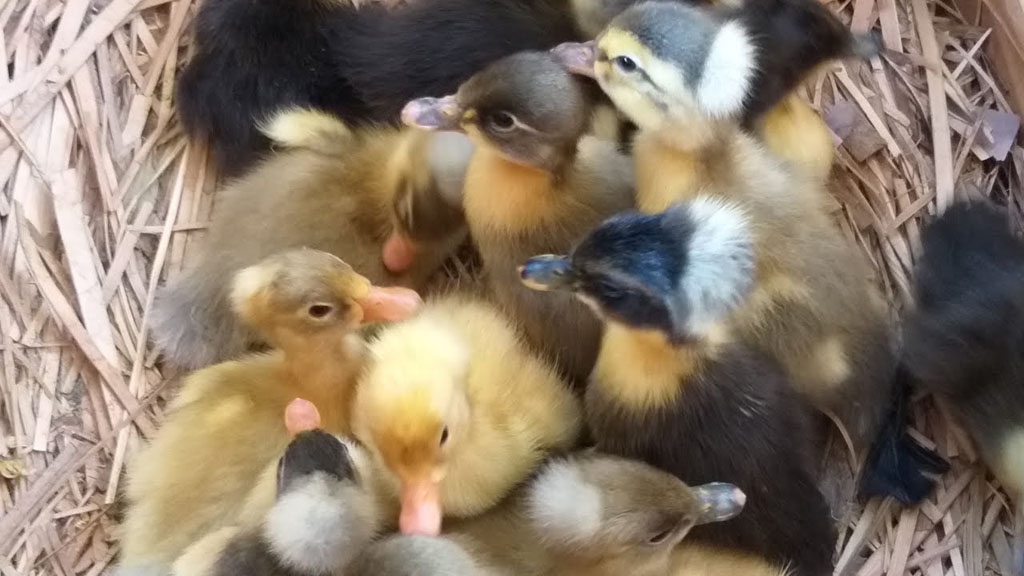Pato D’Asa Azul: Características, Nome Científico e Hábitat | Mundo ...