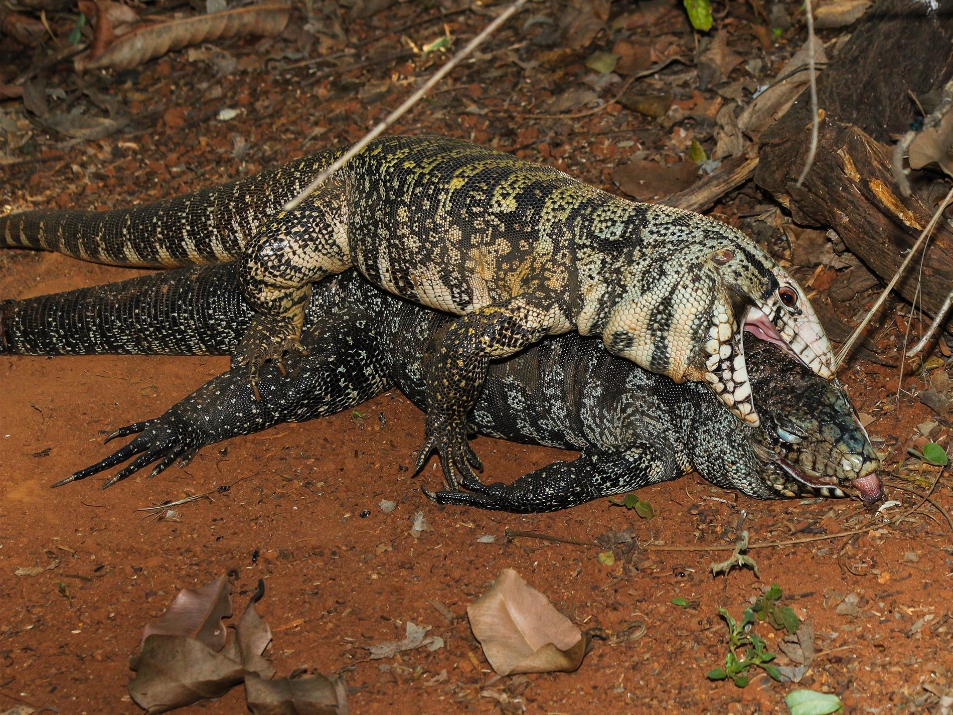 Lagarto Calango Seringueiro: Características, Hábitat e Fotos | Mundo ...