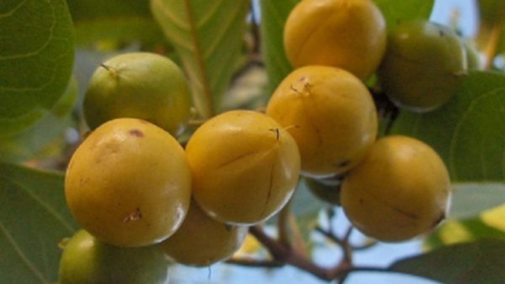 Frutas Que Começam Com a Letra M: Nome e Características | Mundo Ecologia