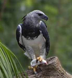 História da Harpia e Origem do Animal – Mundo Ecologia