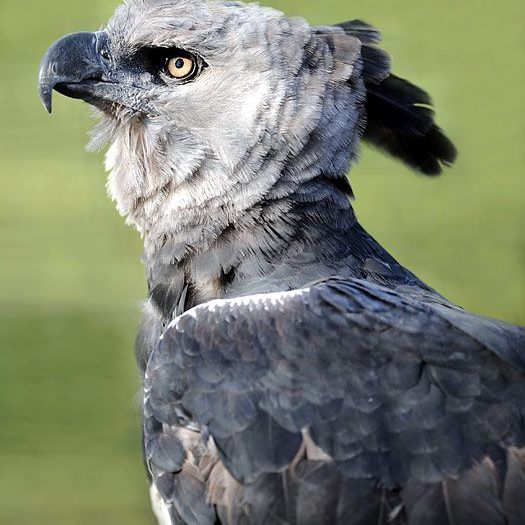 O que é uma Harpia na Mitologia? | Mundo Ecologia