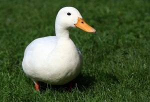 Ciclo de Vida do Pato: Quantos Anos Eles Vivem? | Mundo Ecologia