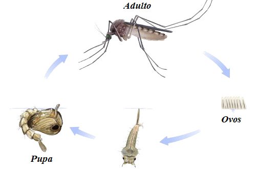 Qual o Ciclo de Vida de um Pernilongo? | Mundo Ecologia