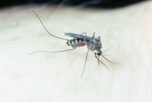 Onde Ficam os Pernilongos Durante o Dia? – Mundo Ecologia